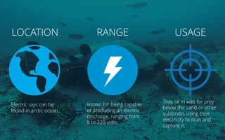 Three Fishes that can generate Electricity | PPT