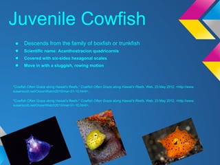 Fish presentation by 8th grade internet class | PDF