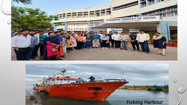 Fish processing & Post-harvesting Technology ppt.pptx | Fish and ...