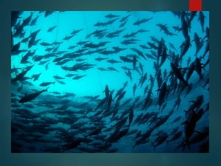 Fish production | PPTX