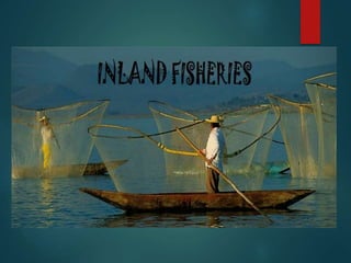 Fish production | PPTX