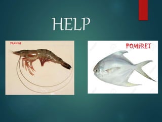 Fish production | PPTX