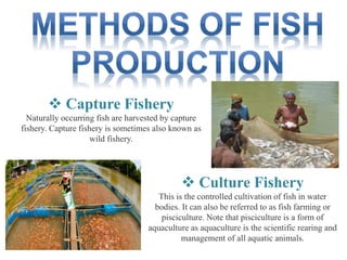 Fish Production.pptx