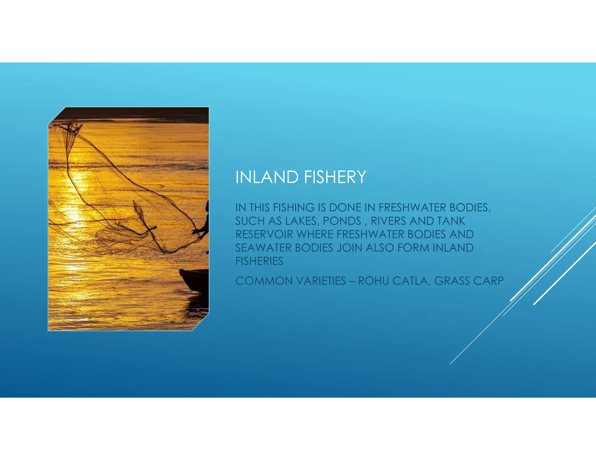 FISH PRODUCTION.pdf