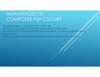 FISH PRODUCTION.pdf