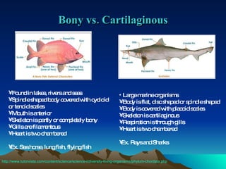 FISH 10-2 kiril, siyana | PPT