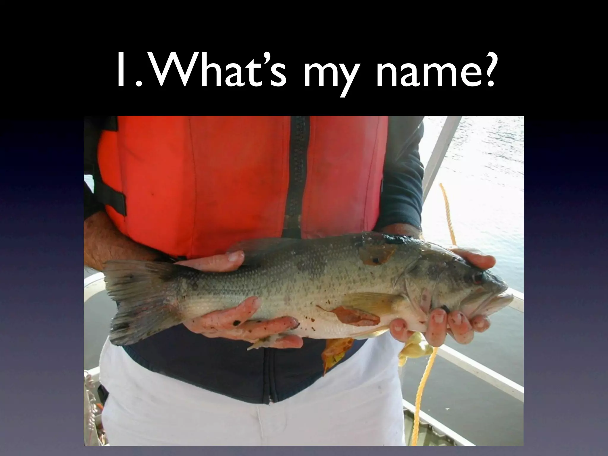 Fish Quiz | PPT