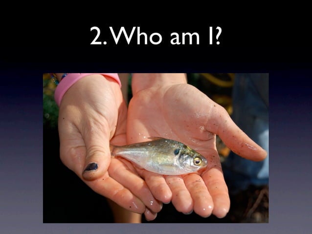 Fish Quiz | PPT