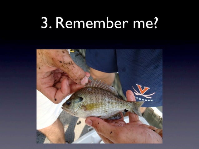 Fish Quiz | PPT