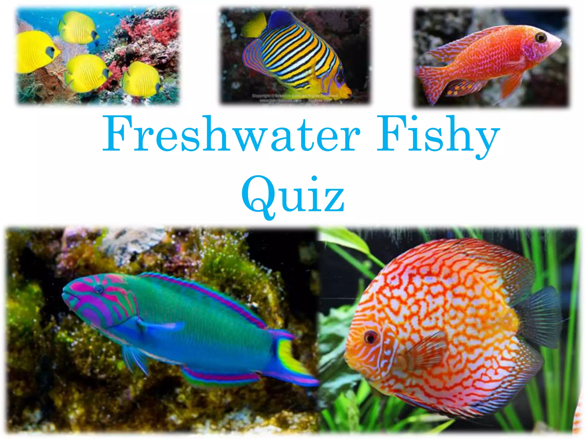 Fish quiz eimear tynan | PPT