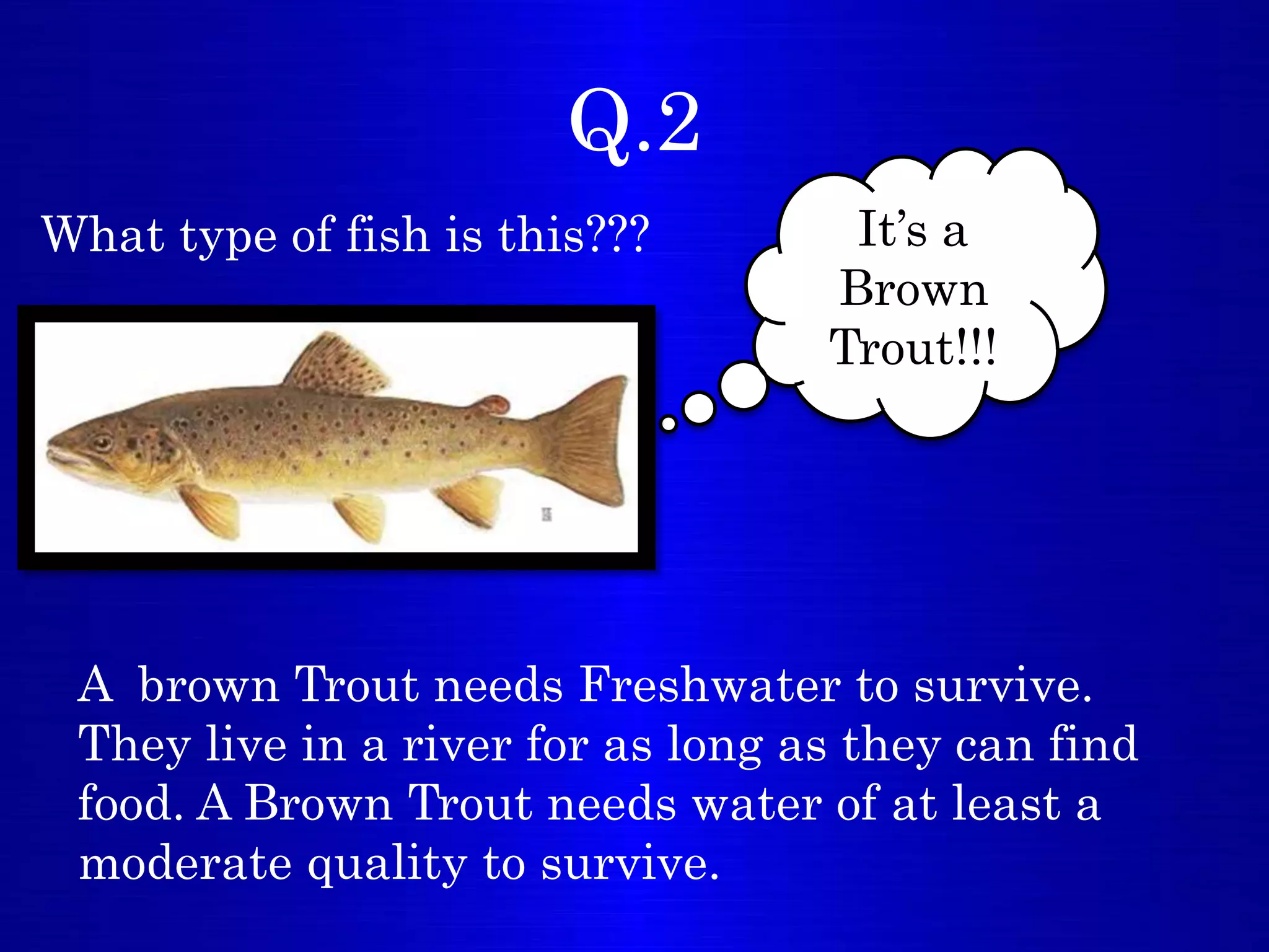 Fish quiz eimear tynan | PPT