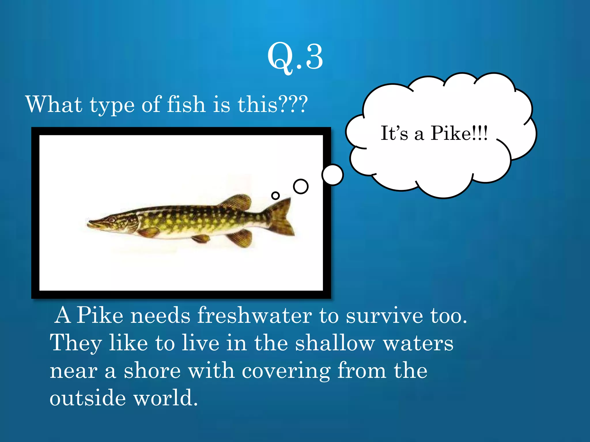 Fish quiz eimear tynan | PPT