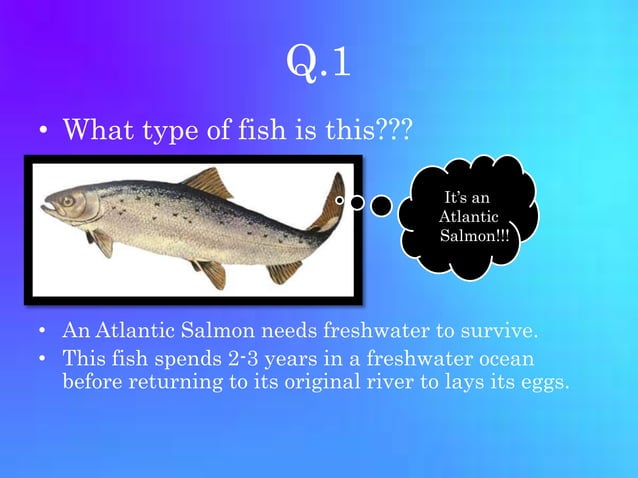 Fish quiz eimear tynan | PPT