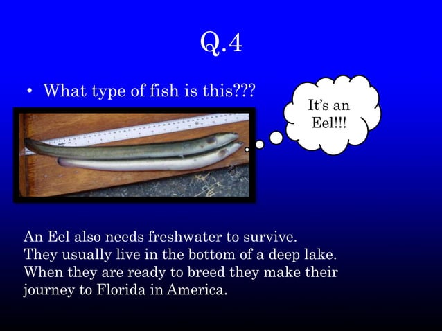 Fish quiz eimear tynan | PPT