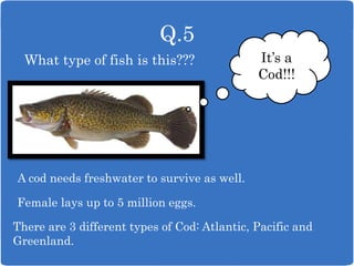 Fish quiz eimear tynan | PPT