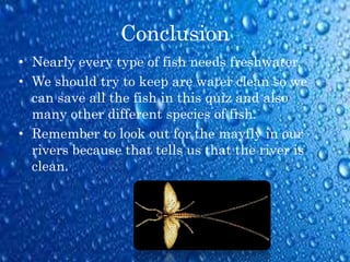 Fish quiz eimear tynan | PPT