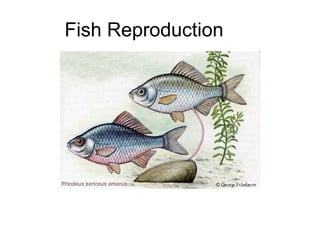 Fish Reproductive System