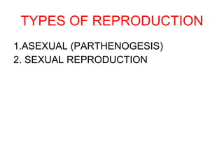 Types Of Fish Reproduction