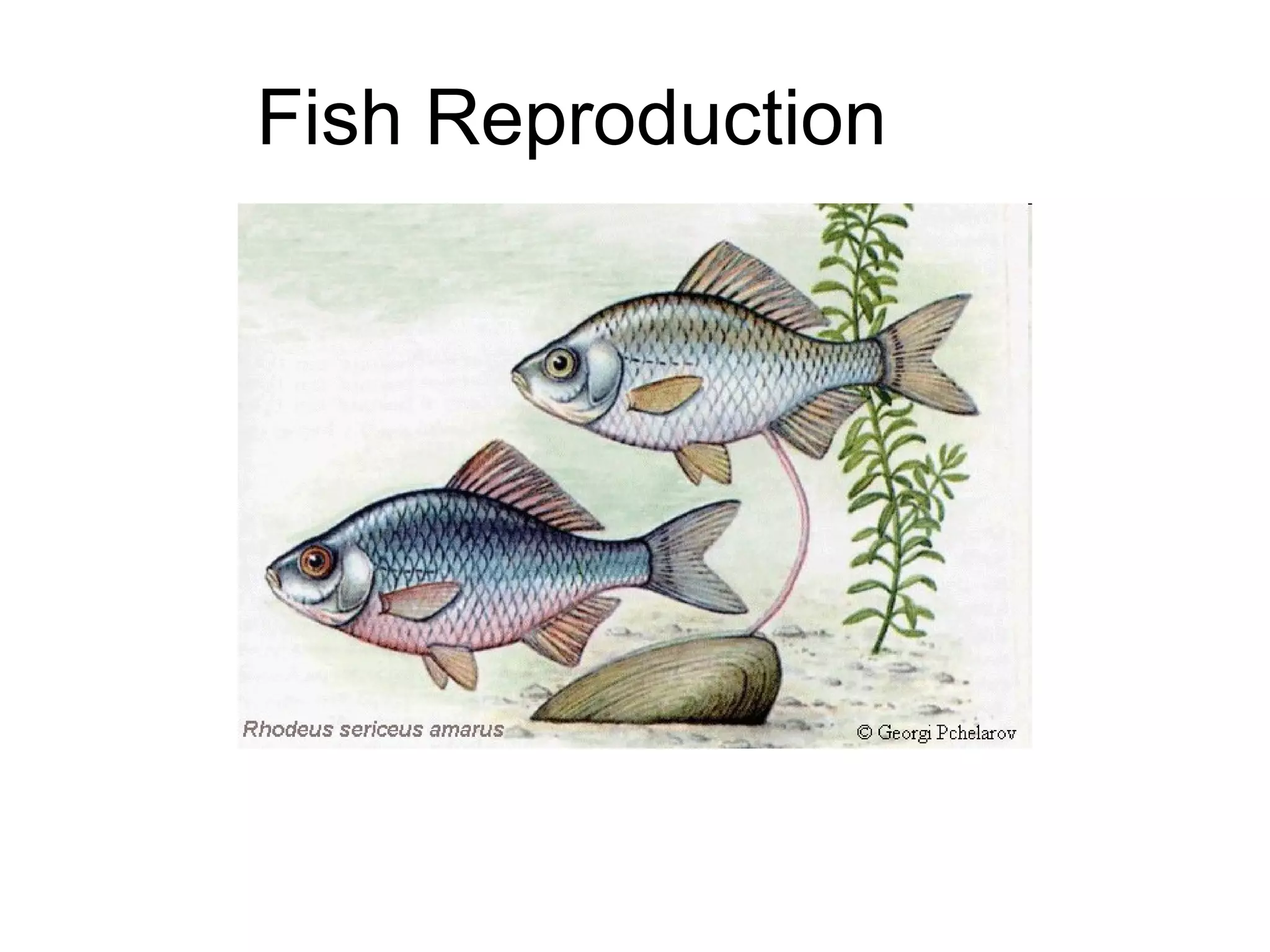 Fish reproduction | PPT