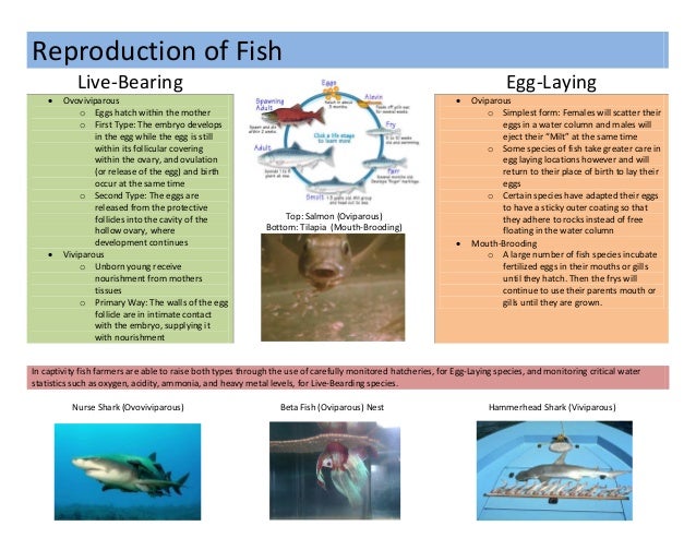 Fish reproduction