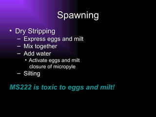 Fish reproduction razia | PPT