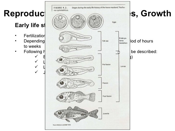 Fish reproduction razia 2