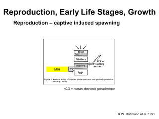 Fish reproduction razia 2 | PPT