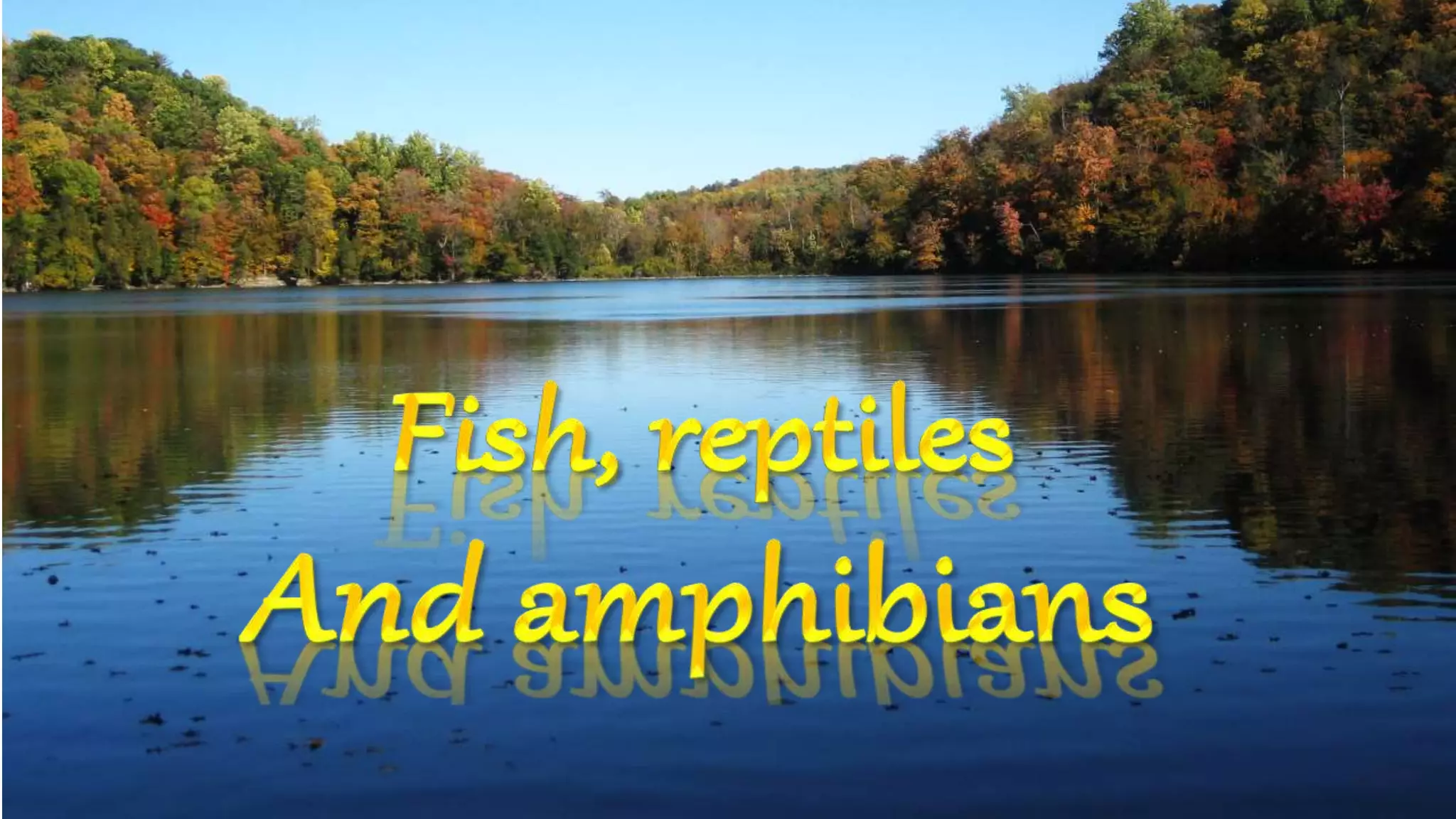 UNIT 5. NATURAL SCIENCE: REPTILES, AMPHIBIANS AND FISH | PPT | Free ...