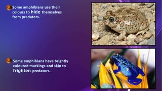 UNIT 5. NATURAL SCIENCE: REPTILES, AMPHIBIANS AND FISH | PPT | Free ...