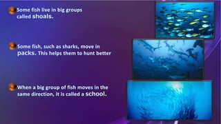 UNIT 5. NATURAL SCIENCE: REPTILES, AMPHIBIANS AND FISH | PPTX