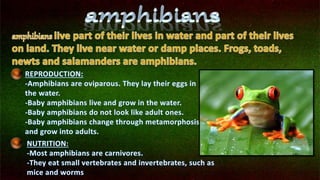 UNIT 5. NATURAL SCIENCE: REPTILES, AMPHIBIANS AND FISH | PPTX