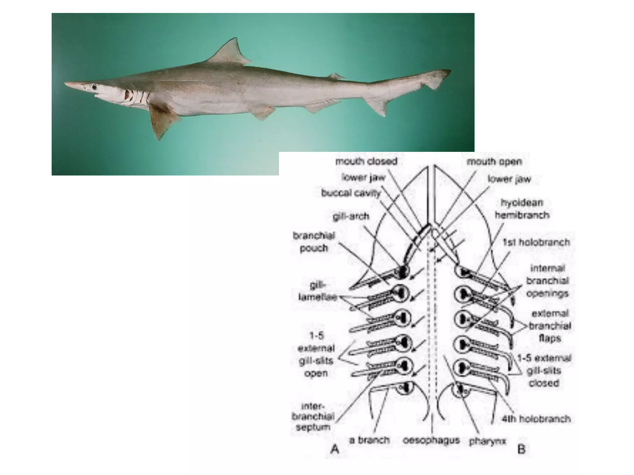 Fish respiratory system.pdf