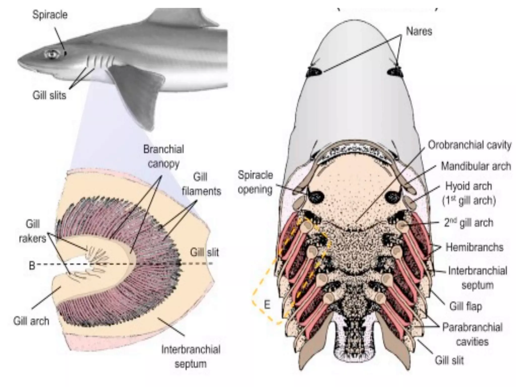 Fish respiratory system.pdf