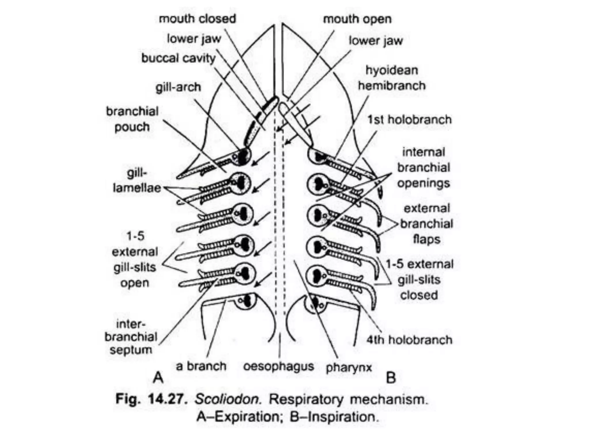 Fish respiratory system.pdf