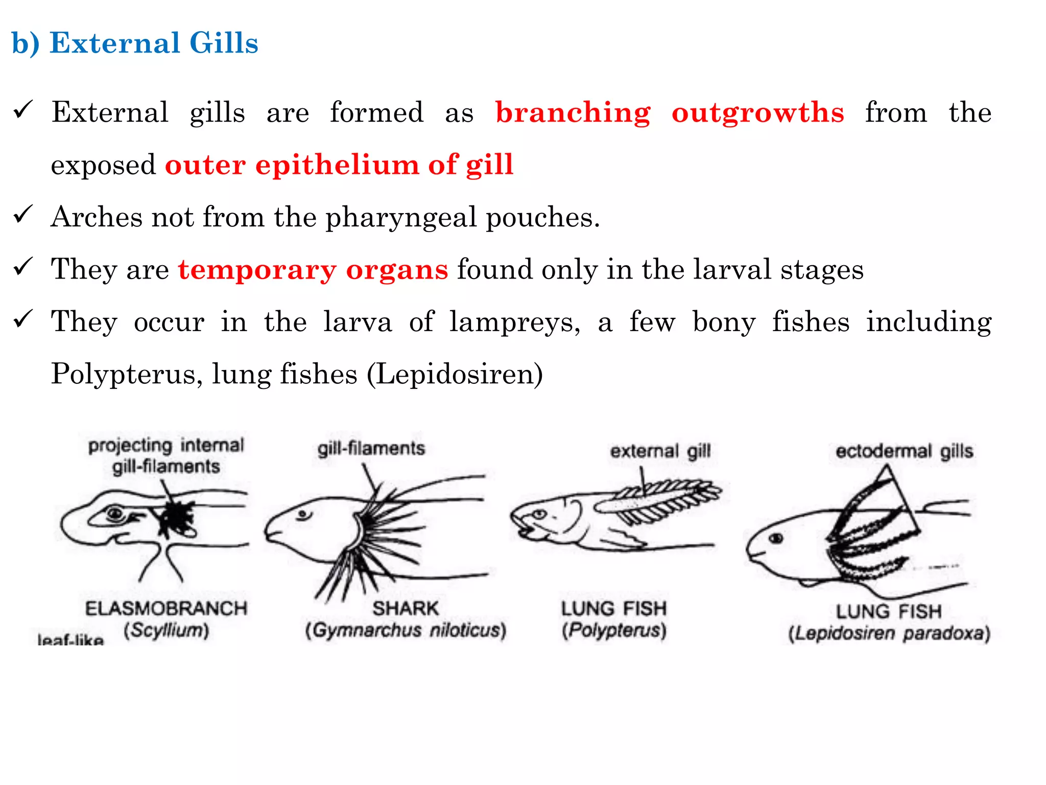 Fish respiratory system.pdf