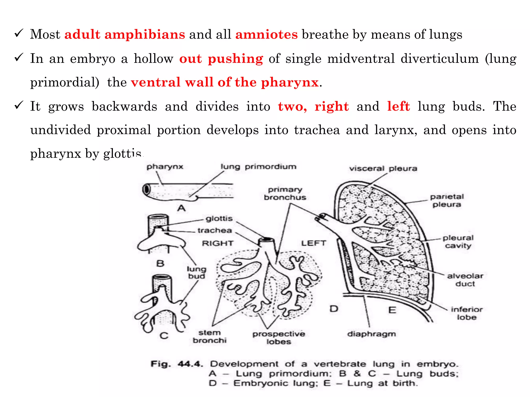 Fish respiratory system.pdf