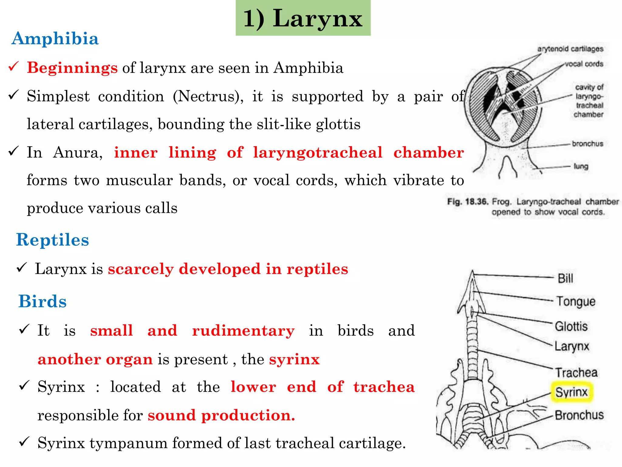 Fish respiratory system.pdf