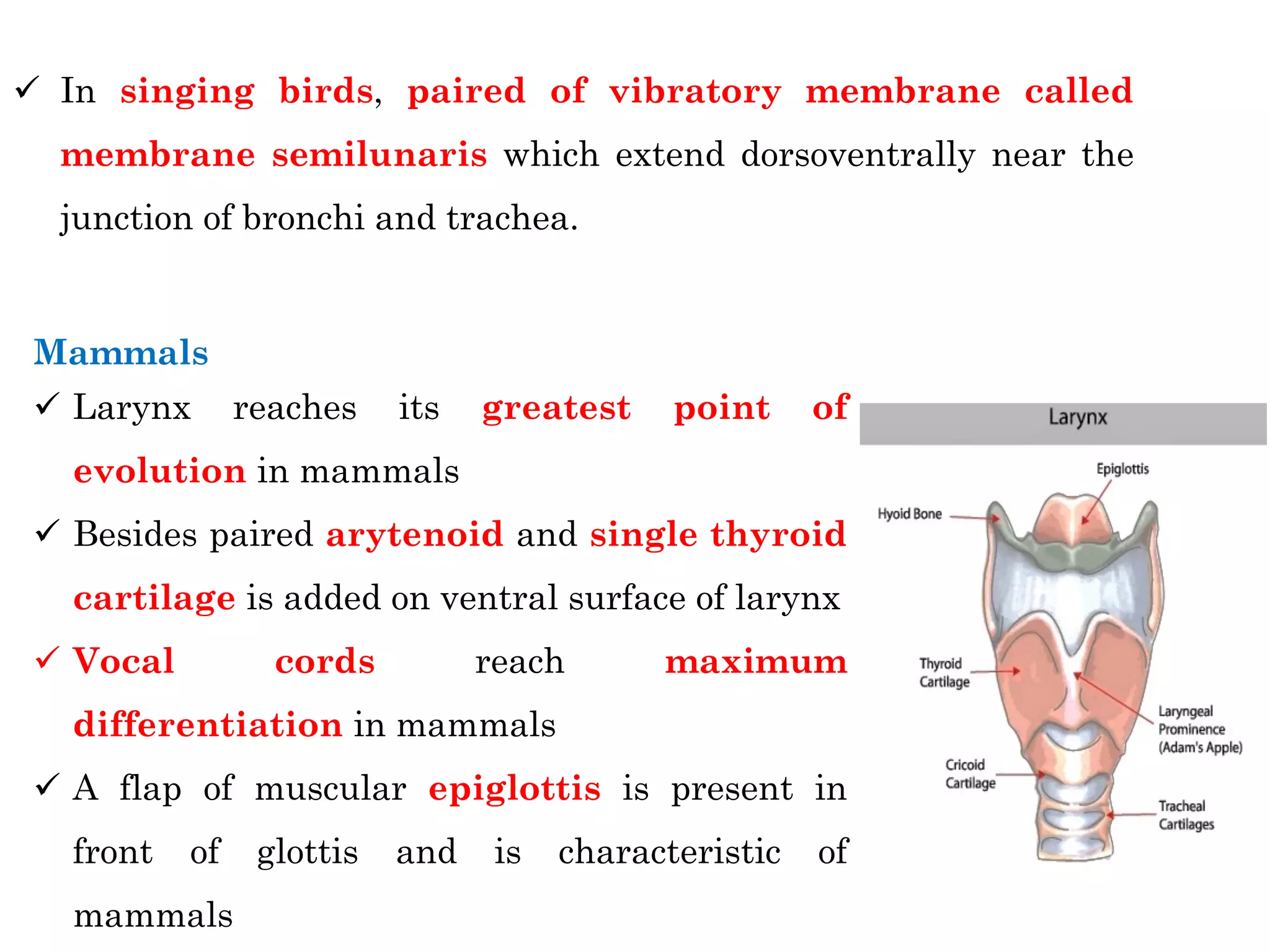Fish respiratory system.pdf