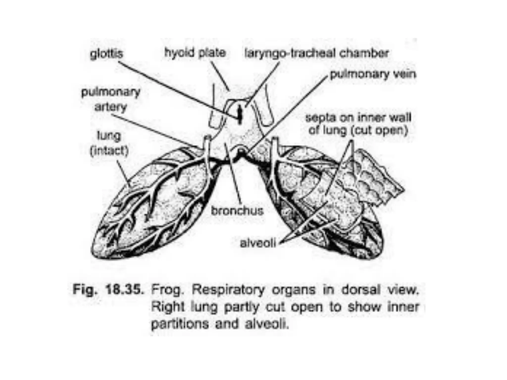 Fish respiratory system.pdf | Chemistry | Science