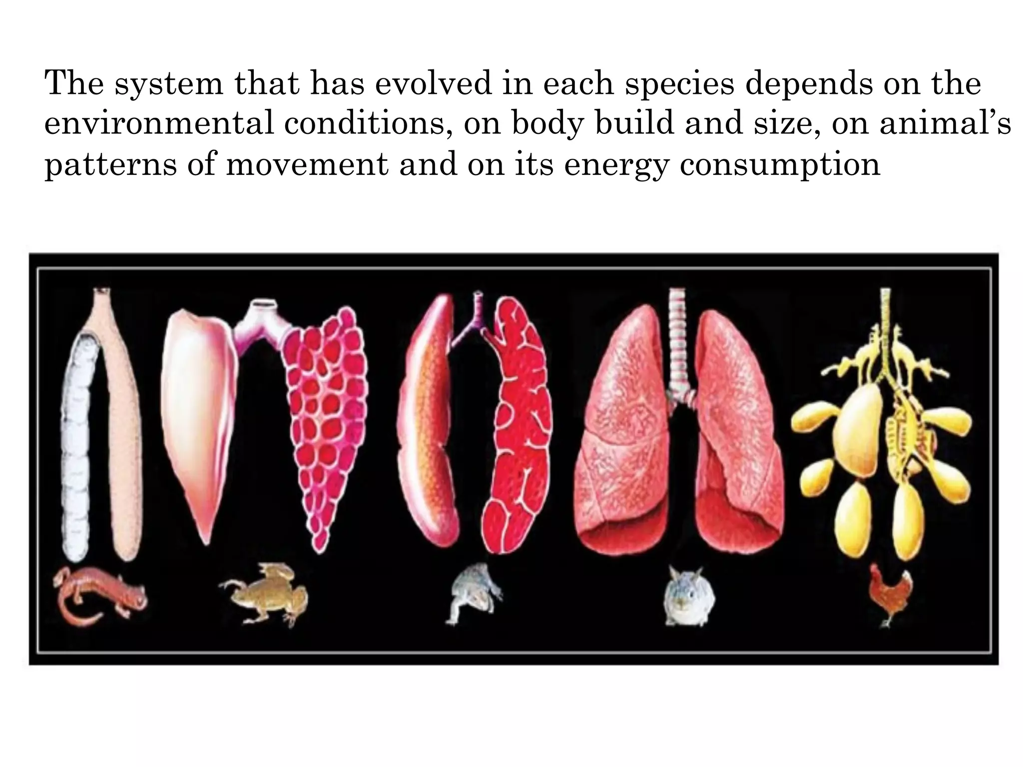 Fish respiratory system.pdf | Chemistry | Science