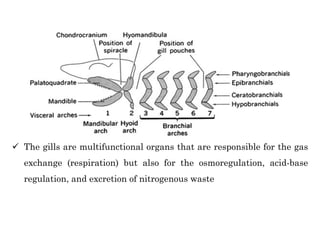 Fish respiratory system.pdf
