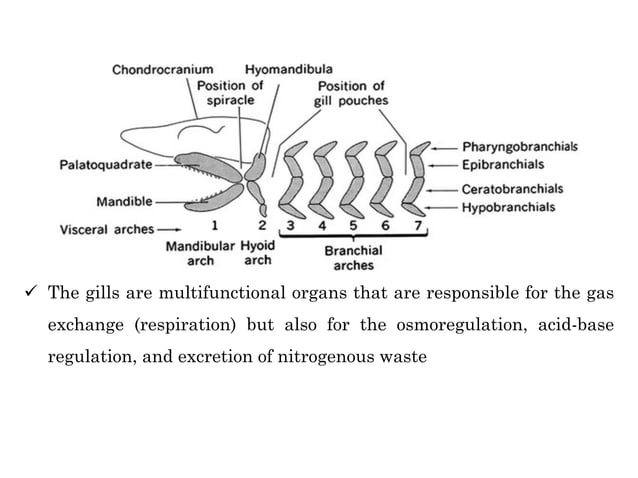 Fish respiratory system.pdf | Chemistry | Science