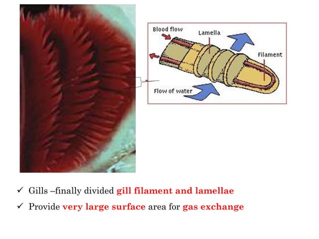 Fish respiratory system.pdf | Chemistry | Science