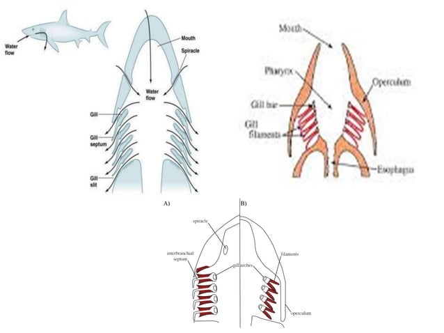 Fish respiratory system.pdf | Chemistry | Science