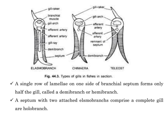 Fish respiratory system.pdf | Chemistry | Science