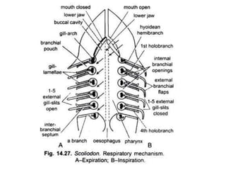 Fish respiratory system.pdf