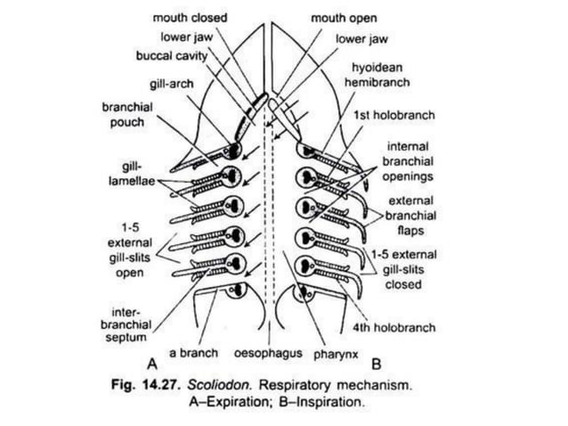Fish respiratory system.pdf | Chemistry | Science