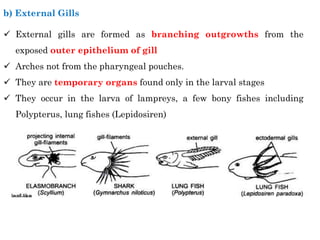 Fish respiratory system.pdf