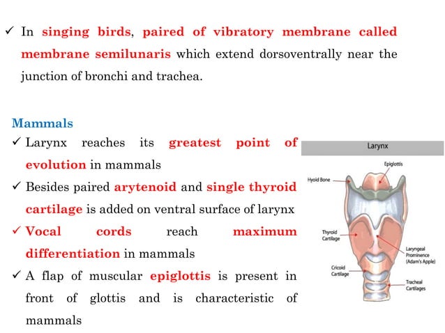 Fish respiratory system.pdf | Chemistry | Science