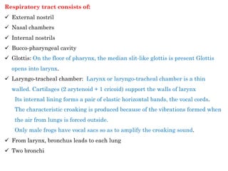 Fish respiratory system.pdf